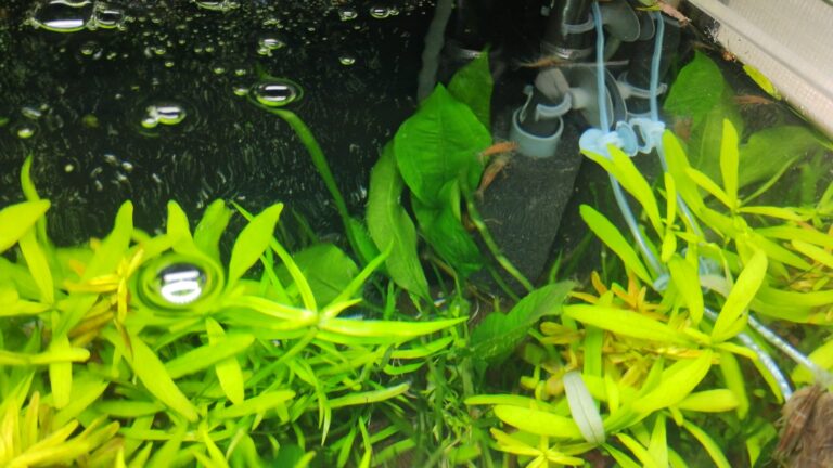 【購入検討中の方必見！】エーハイムクラシック 2217の使用方法とレビュー - cococo day